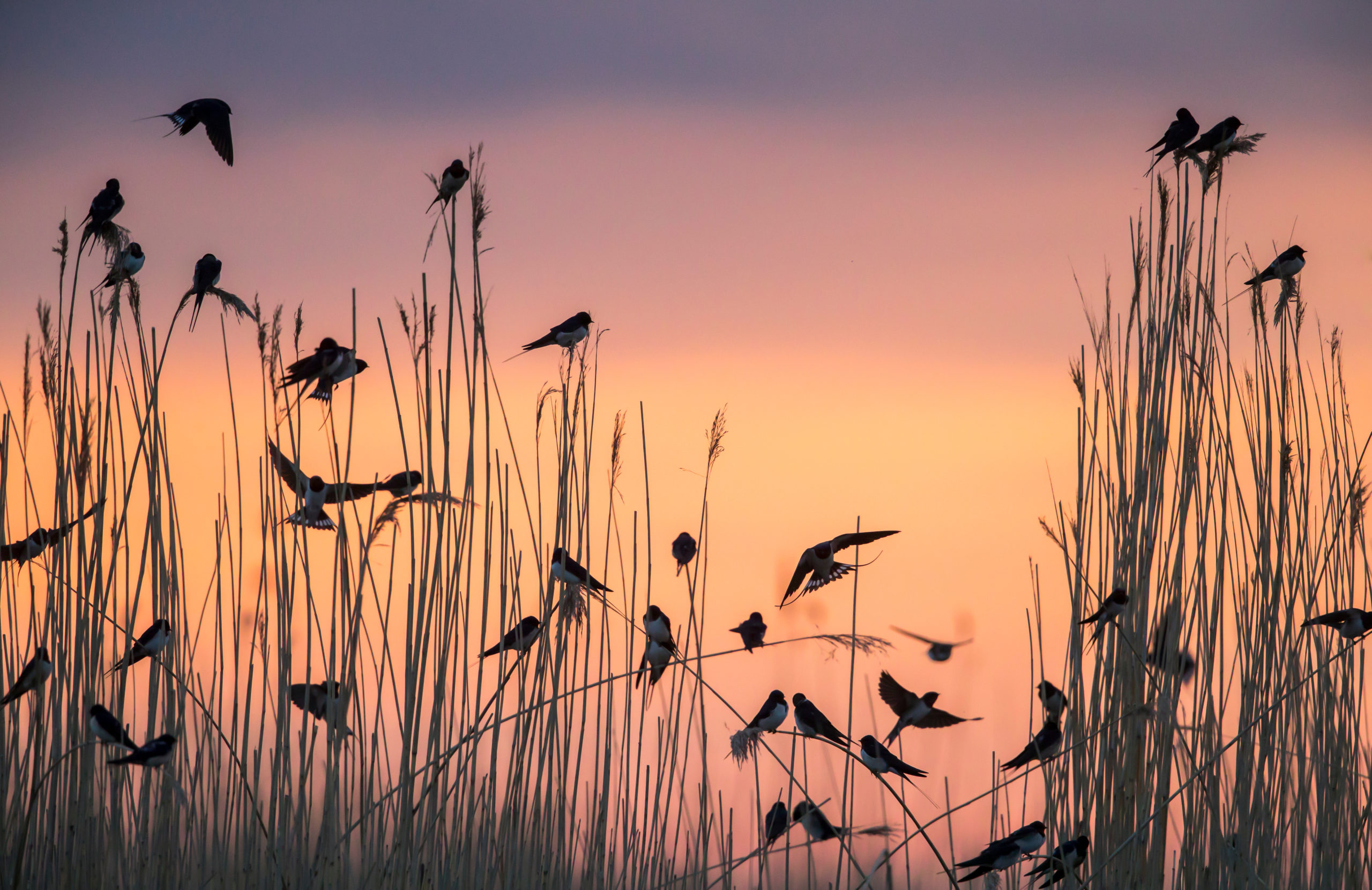 Migration des oiseaux - la libellule