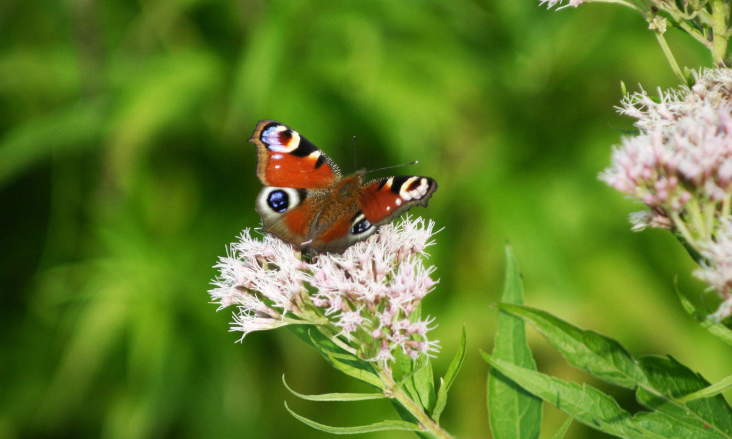 Papillons - la libellule
