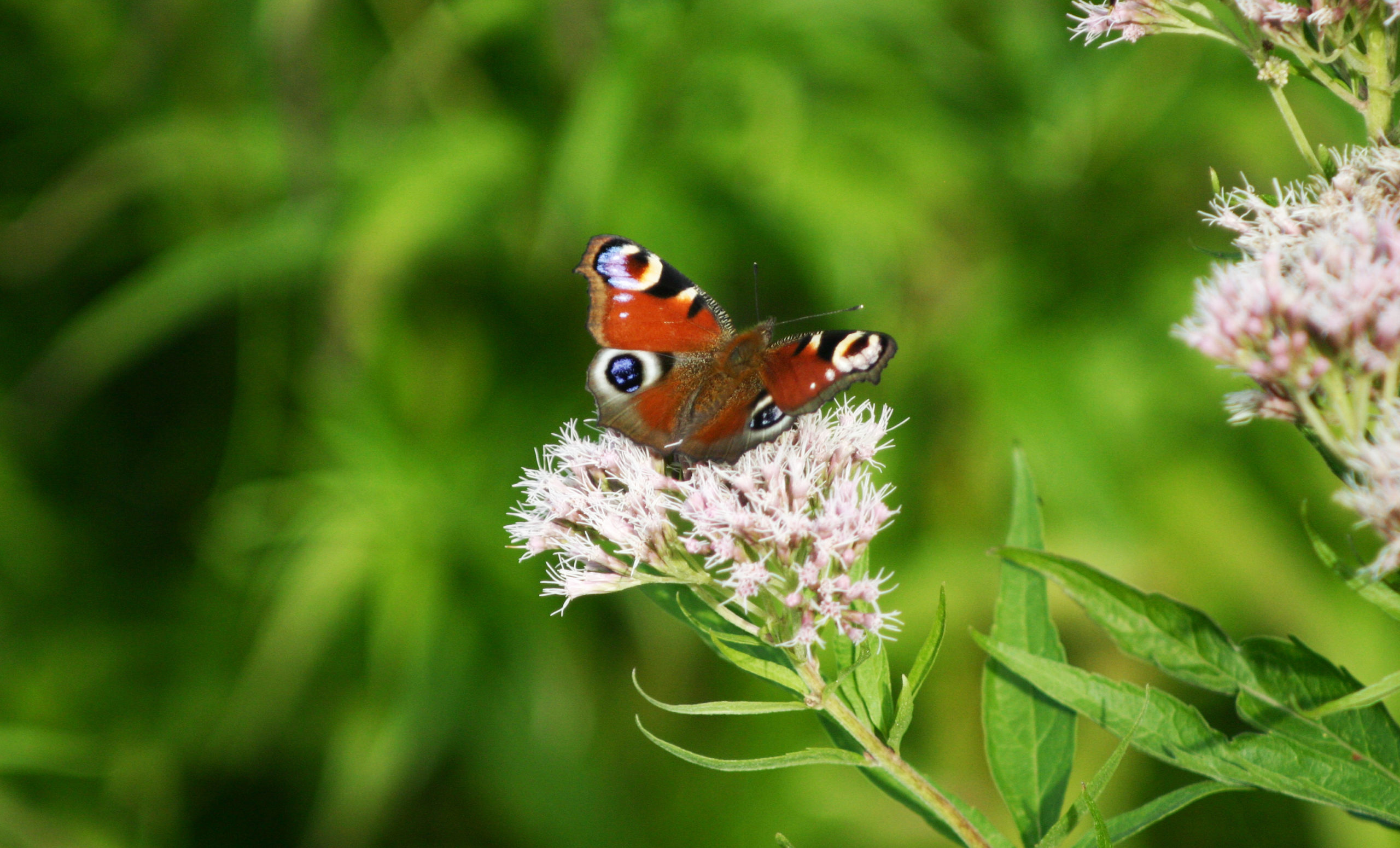 Papillons - la libellule