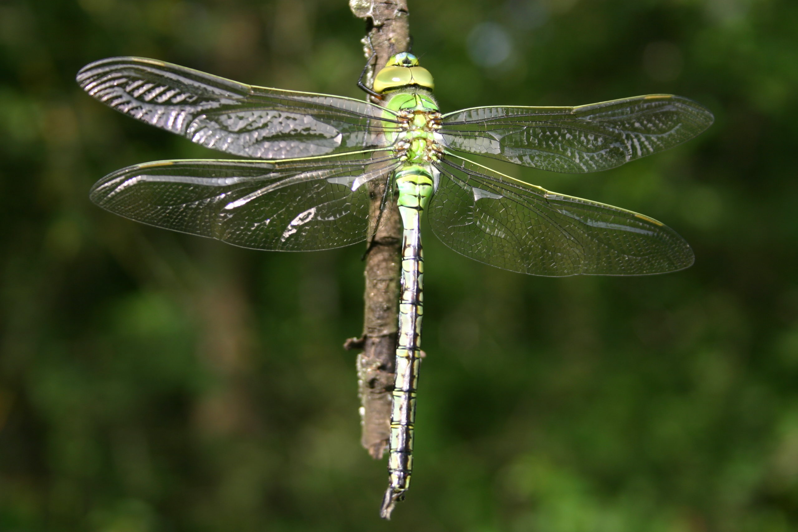 La Libellule - excursions nature, objectifs et présentation