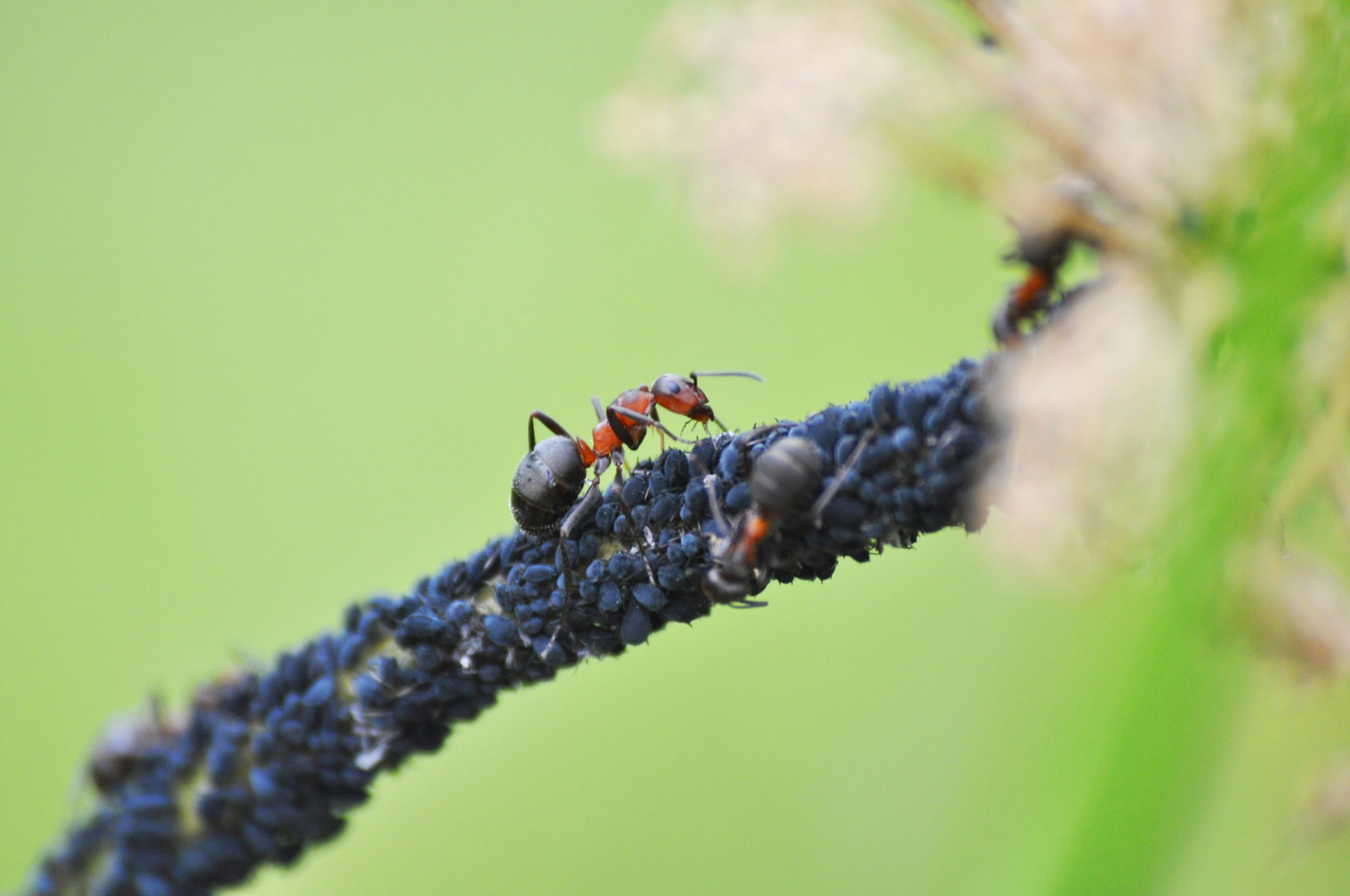 Fourmis des bois - la libellule